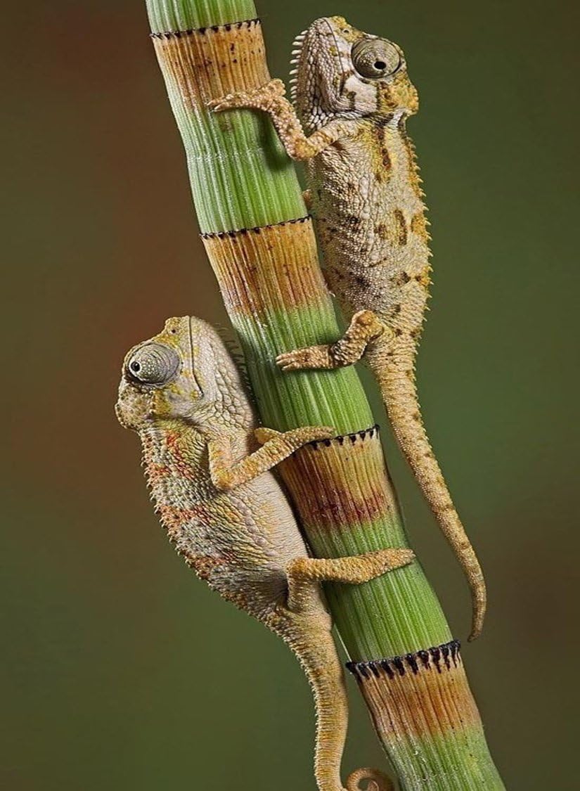 Amazon.com: Rectangle Refrigerator Magnet - Chameleon Reptile Lizard ...