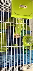 Rosewood PICO Hamster Home, Extra Large, Translucent Teal : Amazon.co ...