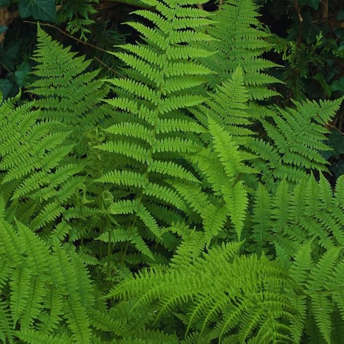 Amazon.com : Set of 20 Ostrich Fern Roots, Live Fern Plants, Fern Live ...