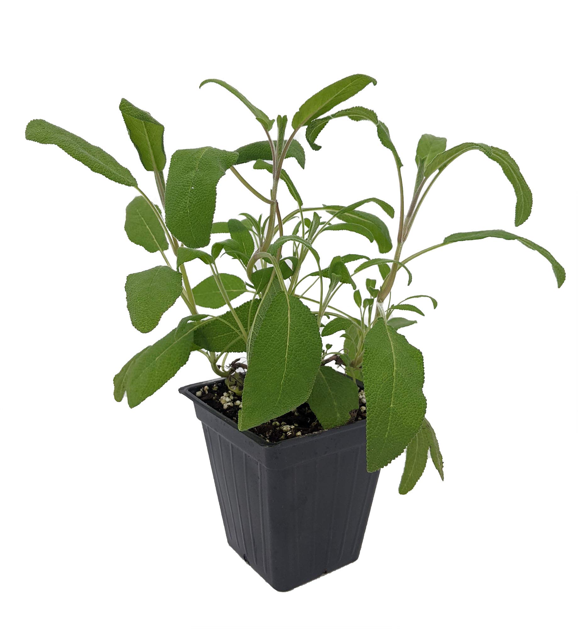 Amazon.com: Garden Sage - Kitchen Sage - Dalmatian Sage - Salvia ...