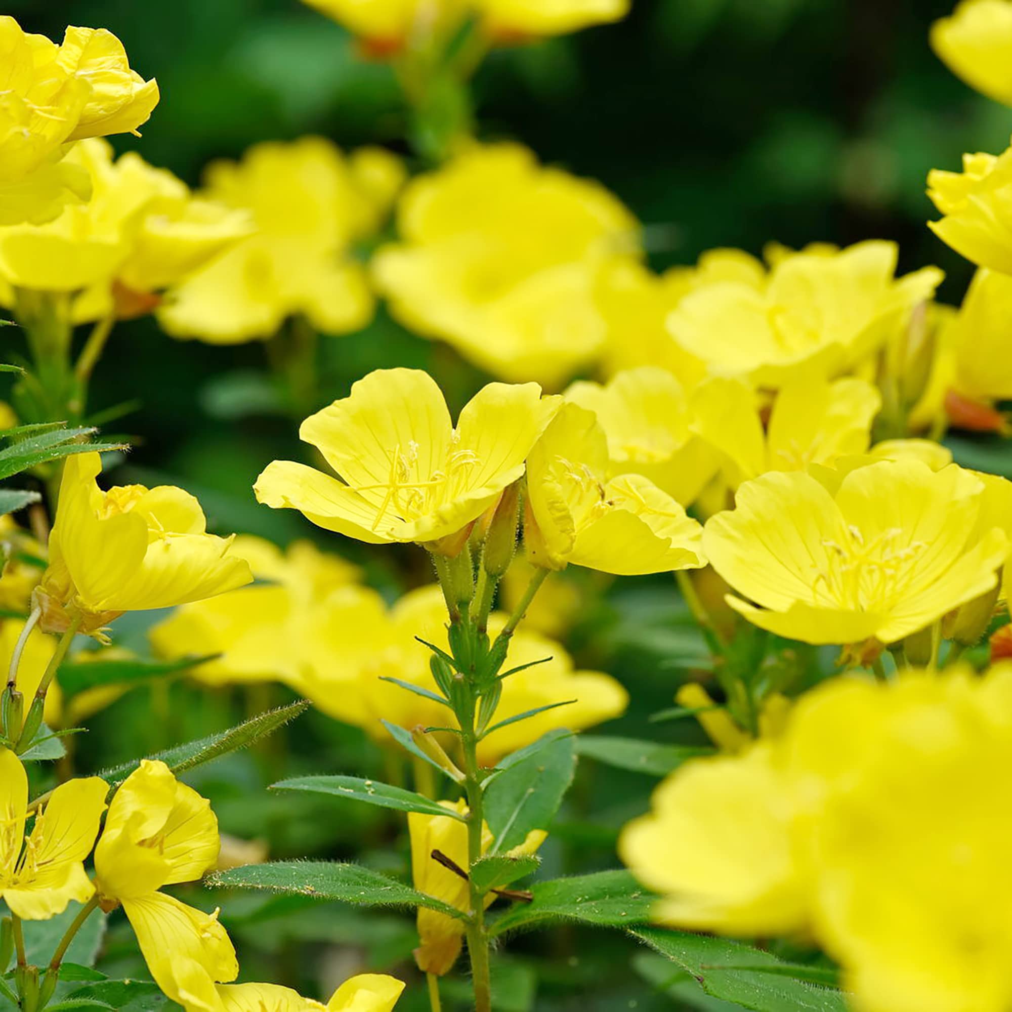 Yellow Evening Primrose Plant