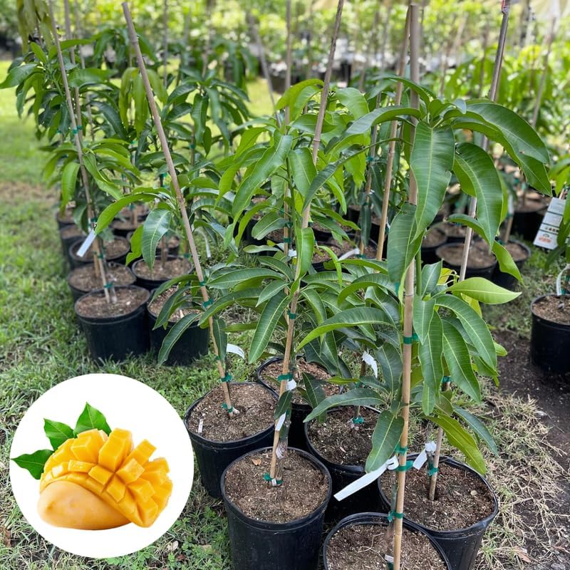 Amazon.com : No CA, Thai Mango Tree Mango Plant, Grafted Mango Tree ...
