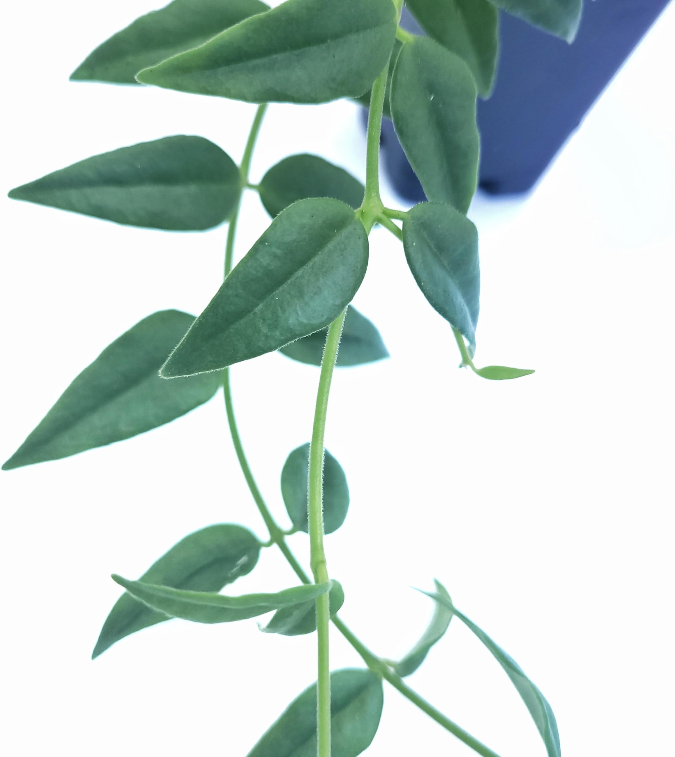 Amazon.com : Hoya Black Margin Starter Plant : Patio, Lawn & Garden