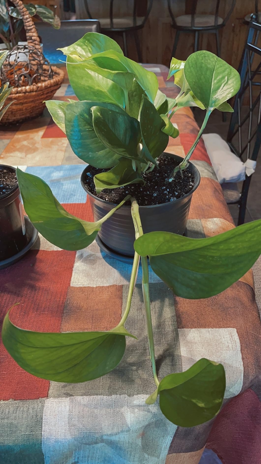 $12/mo - Finance Easy to Grow Houseplants (6 Pack) + Classic Houseplant ...