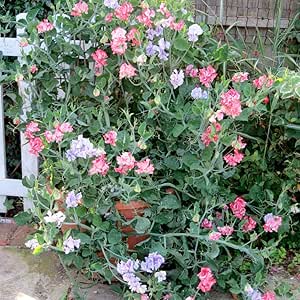 Sweet Pea Minuet Balcony Purple Stripe Finished Hardy Annual Easy to ...