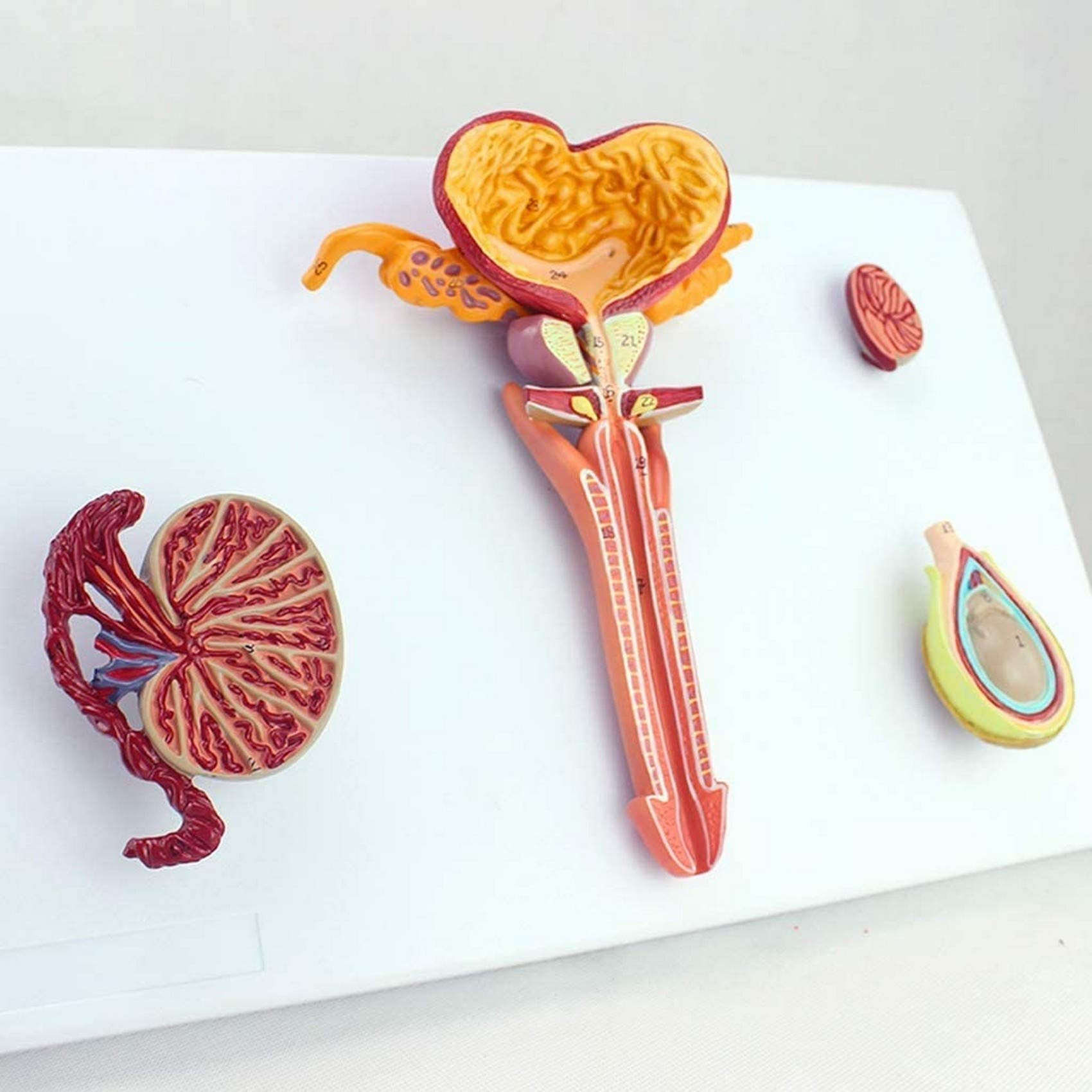 Buy YZ-YUAN Anatomy Model, Male Reproductive System Model, Internal and ...