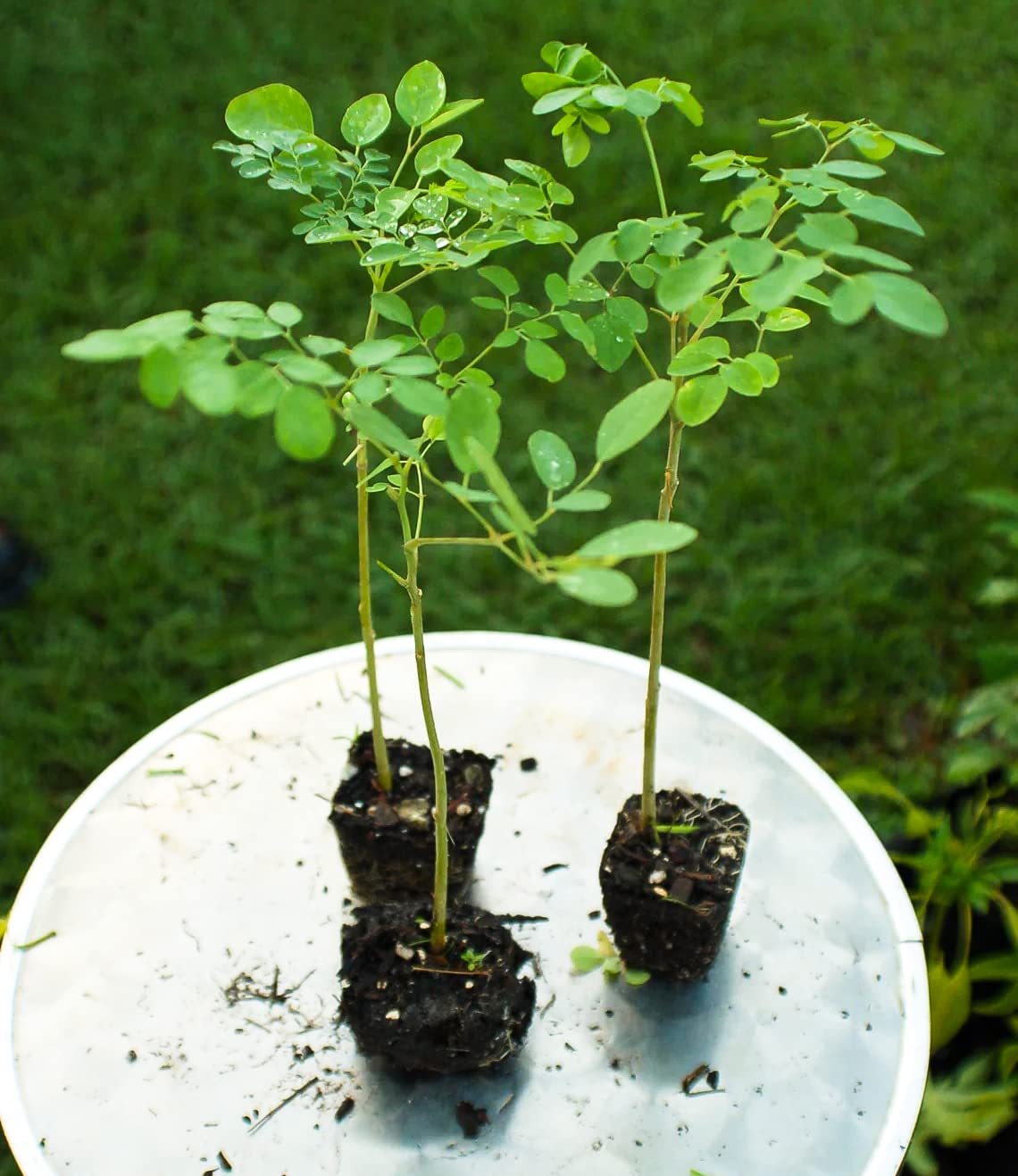 Buy Local USA, Moringa Seedling Live s malunggay Shobhanjana drumstick ...