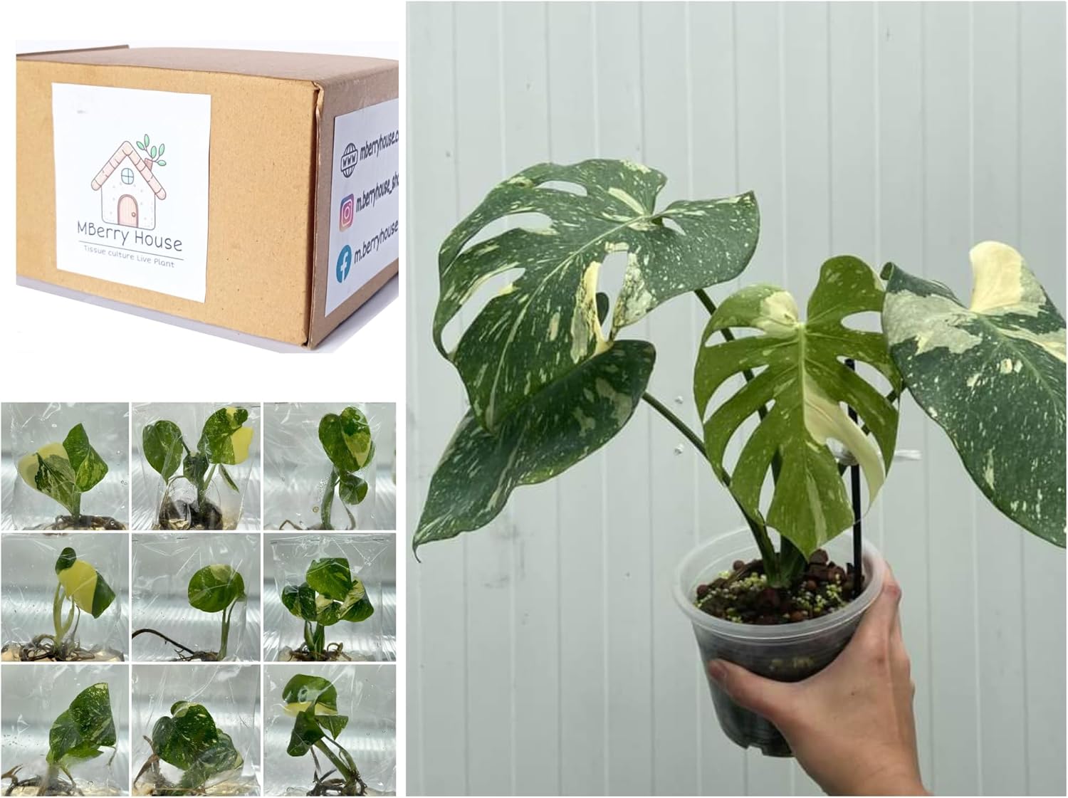 Amazon.com : Basic Tissue Culture Box DIY | Monstera Thai Constellation Tissue Culture with ...