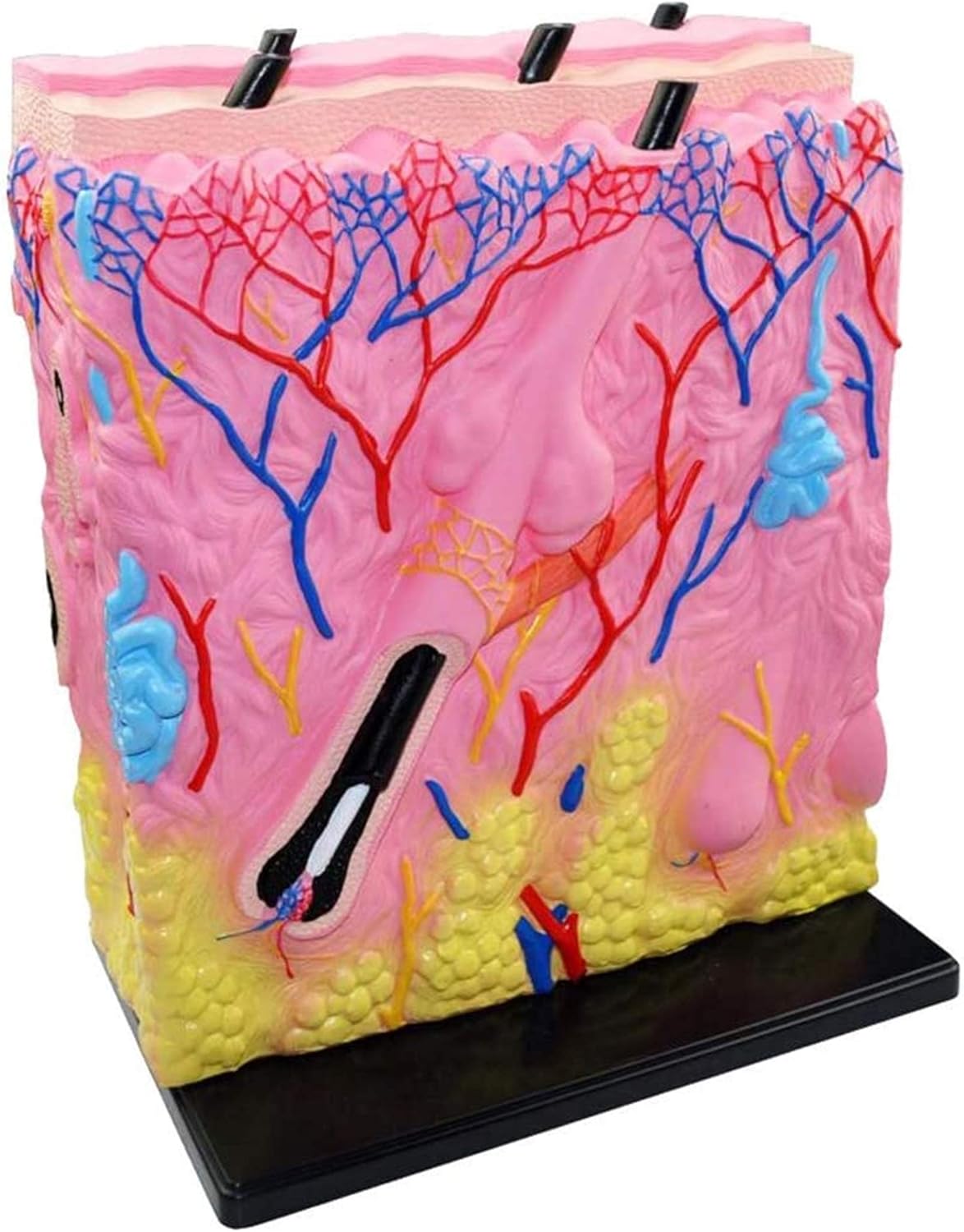 Amazon.com: Model Medical Anatomical Skin Model - Scientific Anatomical ...