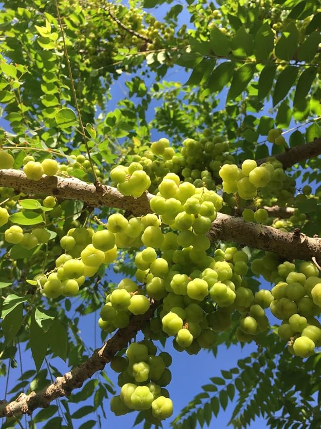 GreenLife Tiny Indian Star Gooseberry Malay Gooseberry Nellika Fruit ...