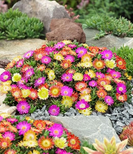 BALDUR Garten Winterharte Eisblumen Summer Mix, Delosperma congesta