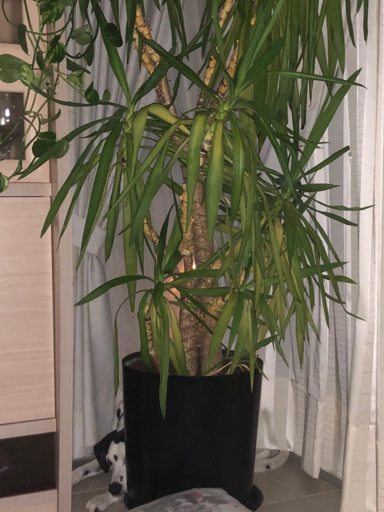 CULTIVERS Aceite de Neem de 250 ml para Plantas súper Concentrado ...