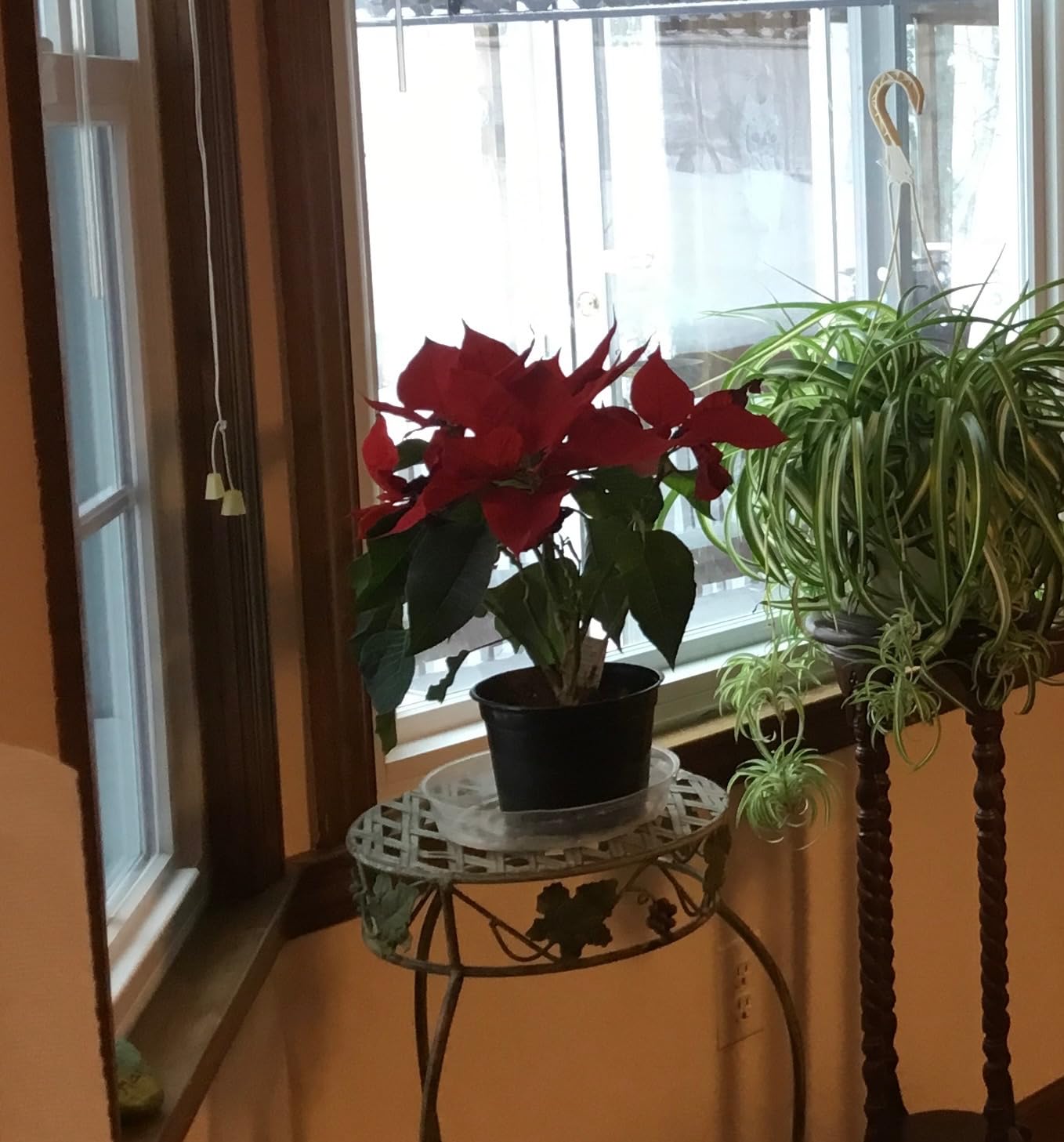 Amazon.com : Plants & Blooms Shop SA5000 Live Red Poinsettia in Gold ...