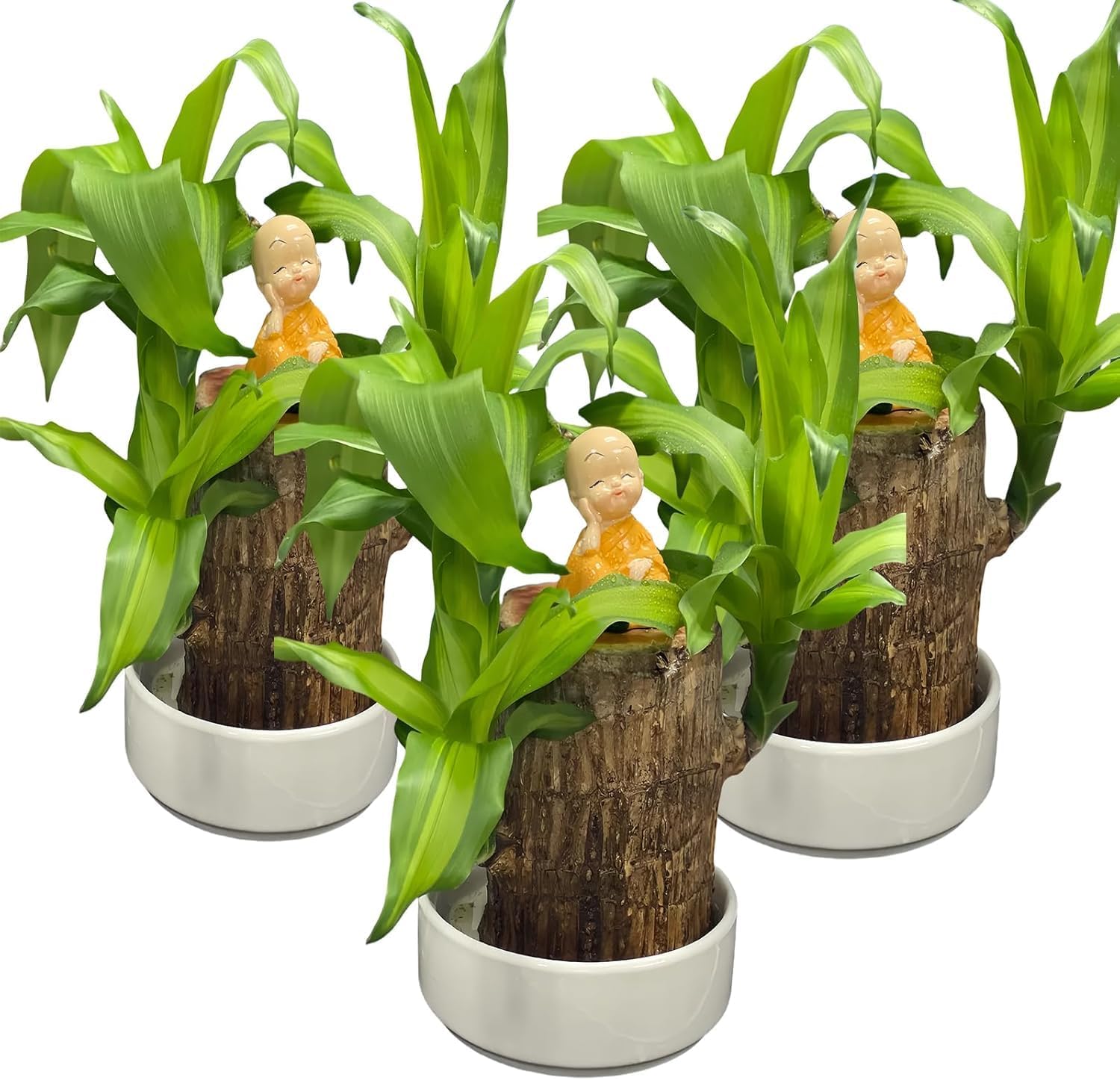 Amazon.com : 3PCS-Brazilian Lucky Wood, Brazillian Wood Money Tree ...