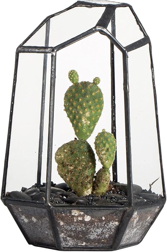 NCYP Geometric Opened Glass Terrarium - Mini 10.5x9x15 cm Irregular ...