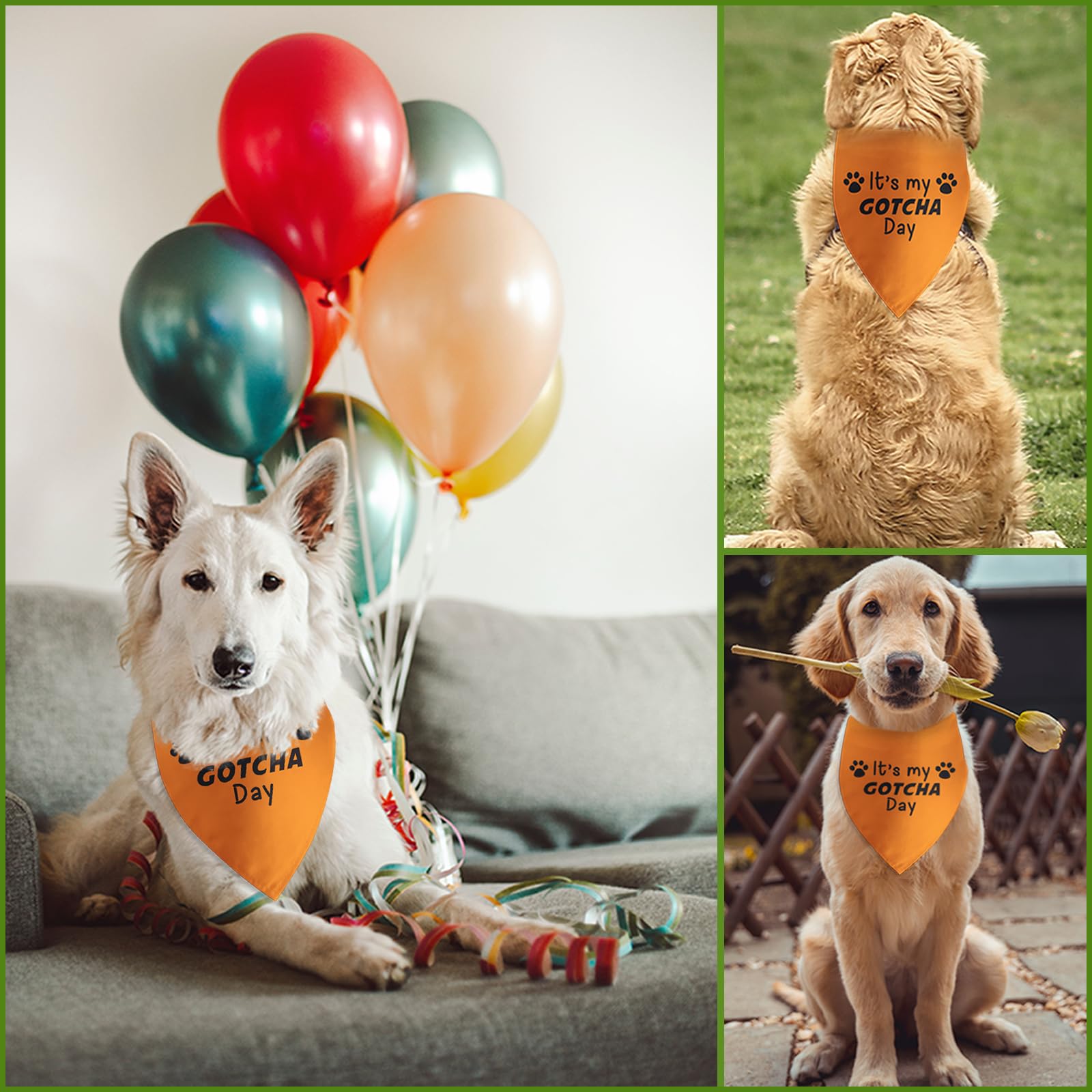 Gotcha Dog Memes Happy Gotcha Day Dog Per Adoption " Greeting Card For