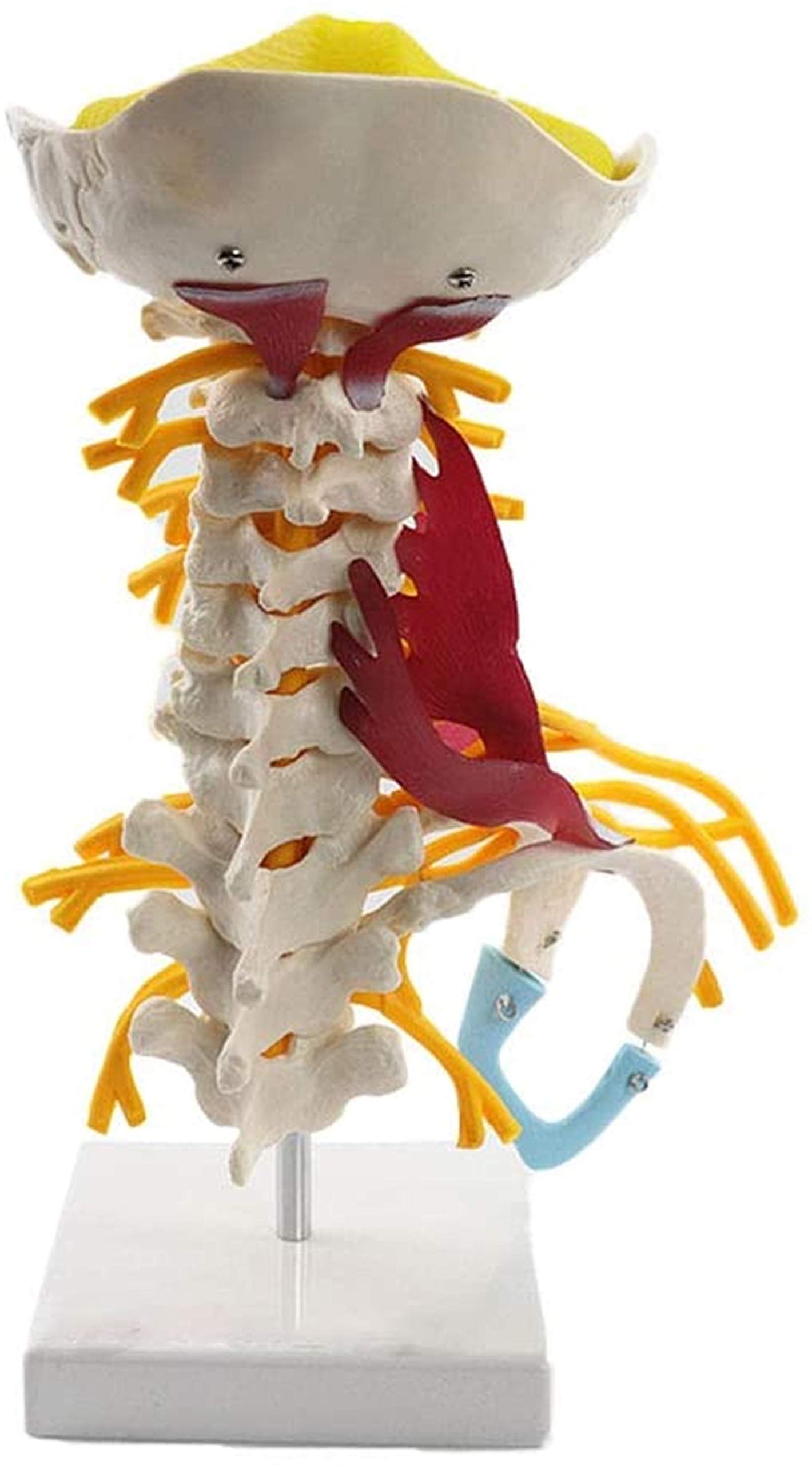 Human Cervical Vertebrae Model With Nerves Brain Stem Occipital Bone ...
