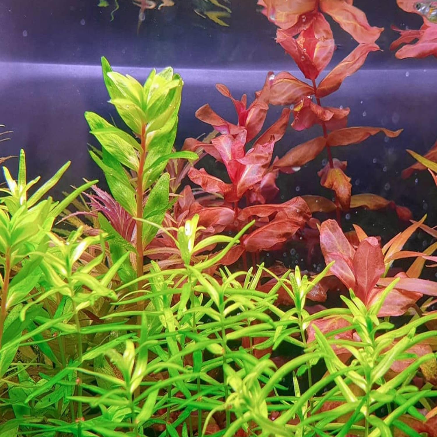 Amazon.com: Mainam Didiplis Diandra Bundle US Nursery Live Aquarium ...