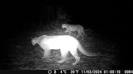 Amazon.com : RIGDOO Trail Game Camera - 4K 48MP Hunting Camera with ...