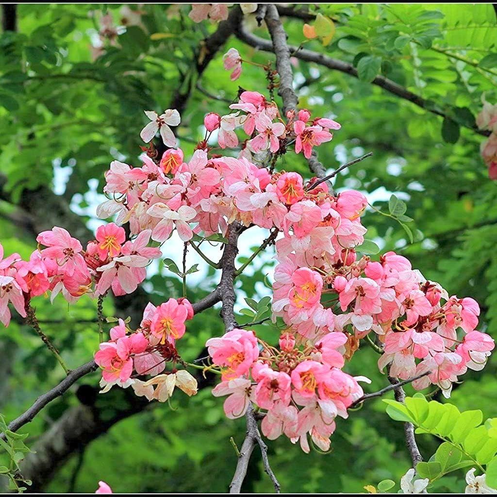 Green Paradise Live Beautiful Pink Trumpet Tabebuia rosea Tree Sapling ...