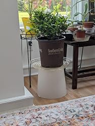Amazon.com : Fool Proof Gardenia (2 Gallon) Blooming Evergreen Shrub ...