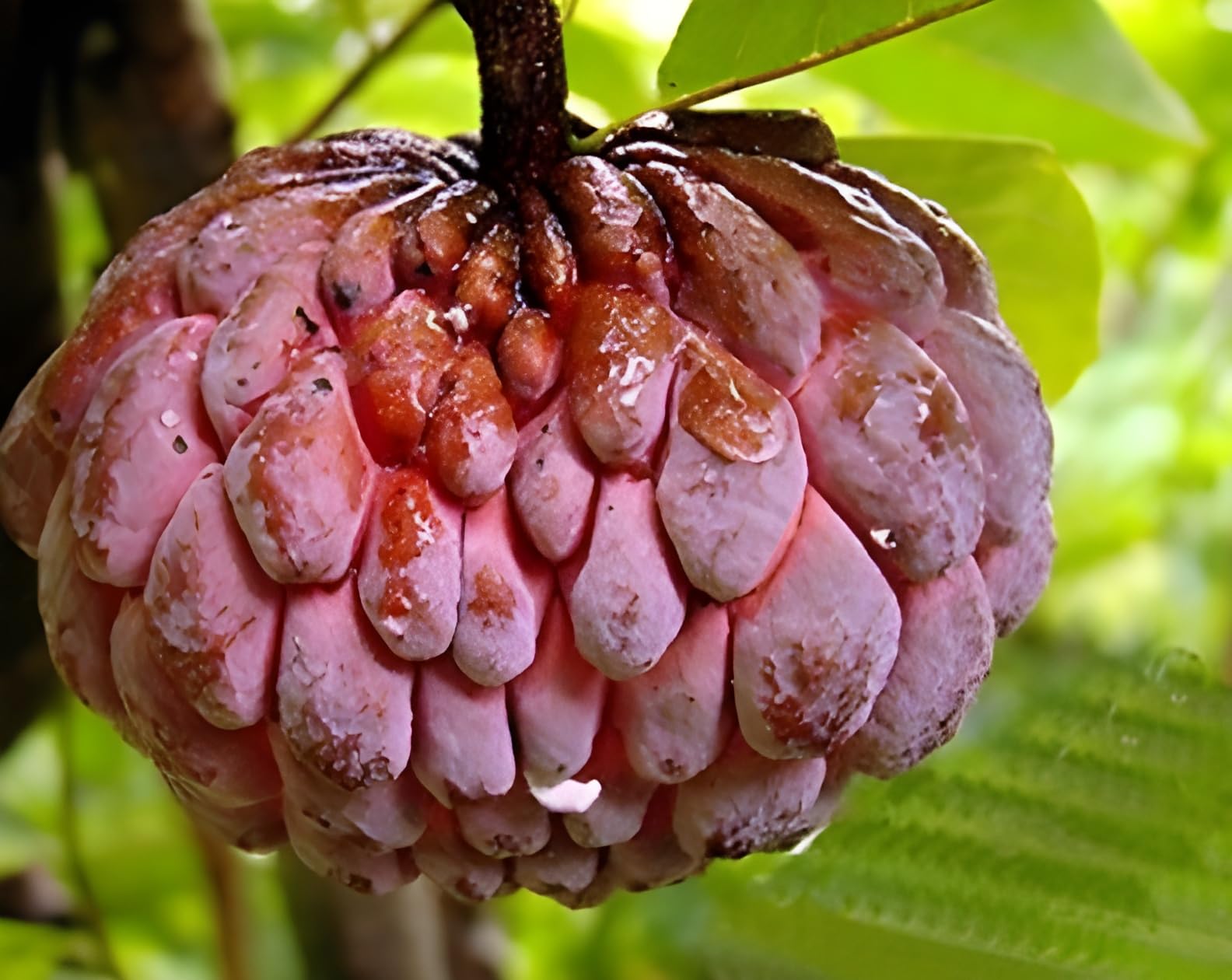 Oxiflora Thai Red Sugar Apple Sitafal Live Fruit Plant - Rare Red ...