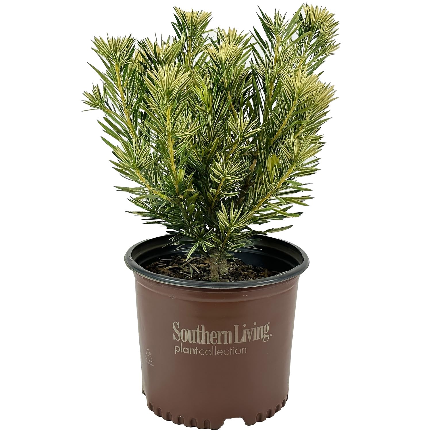 Amazon.com : Blooming & Beautiful - Roman Candles Podocarpus - 3 gal ...