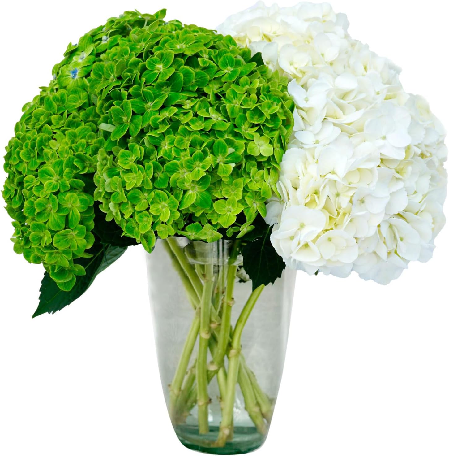 Amazon.com: Flores del Este | 20 Stem Green and White Hydrangeas (Vase ...