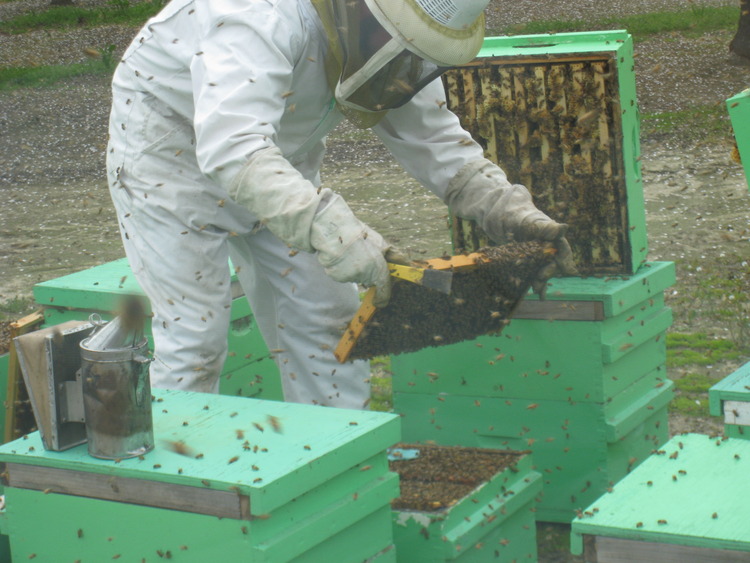 Amazon.com: Hal Ackerman: books, biography, latest update