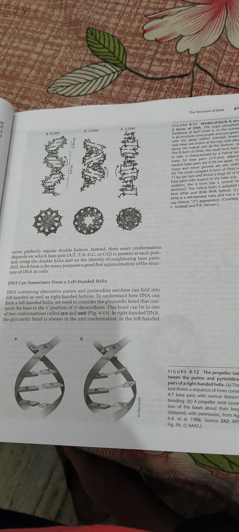 Buy Molecular Biology of the Gene Book Online at Low Prices in India ...