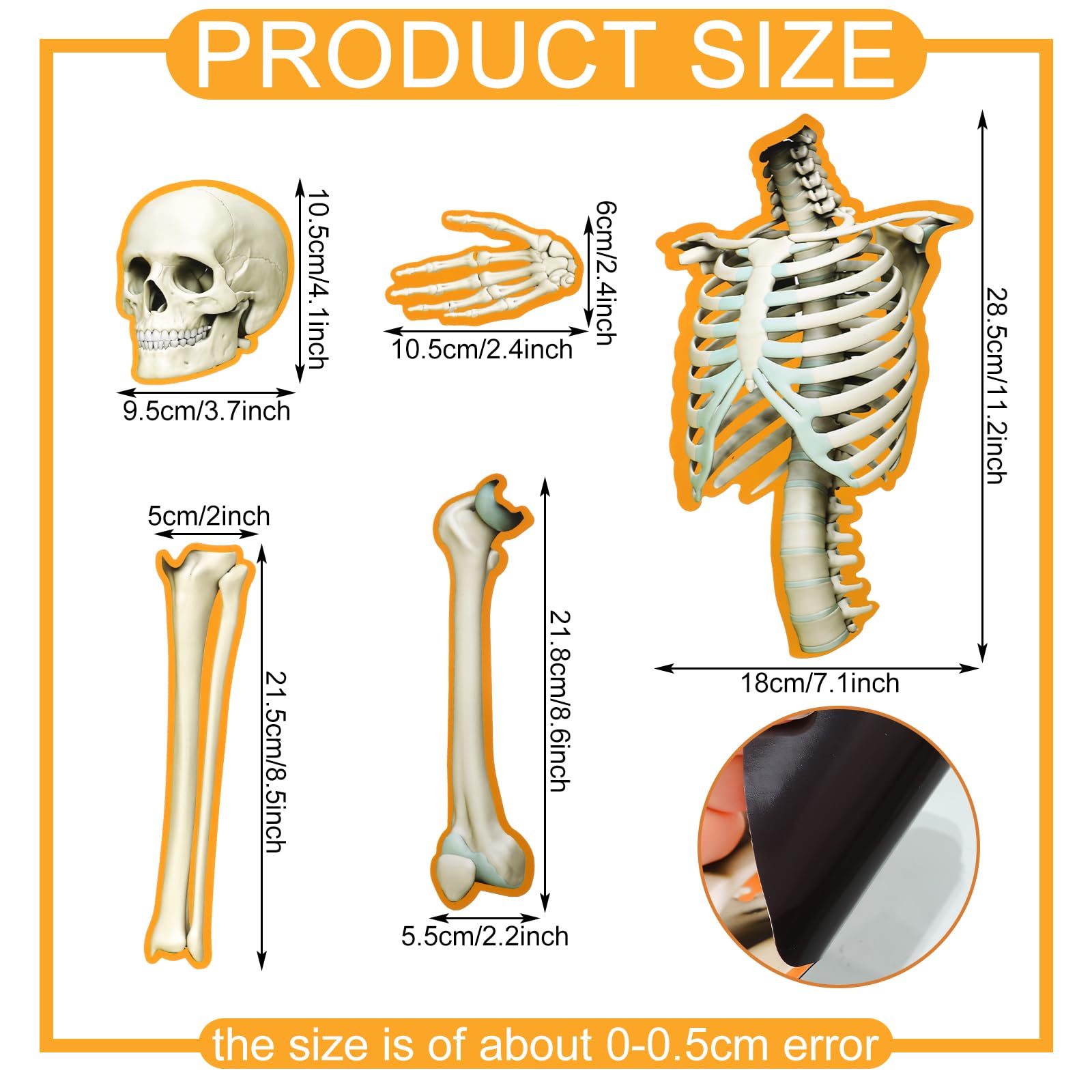 Snapklik.com : 55 Pcs Human Skeleton Poster 32 Inch Human Body Magnetic ...
