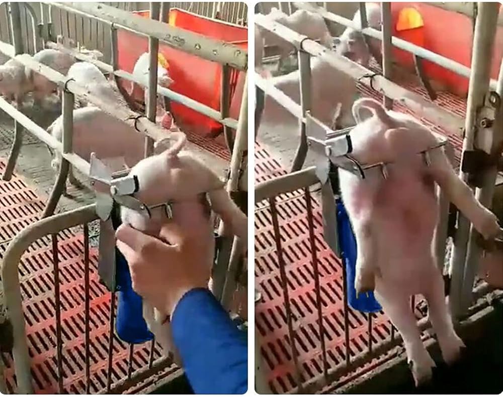 CNCEST Piglet Castration Tools, Stainless Steel Pig Nepal | Ubuy