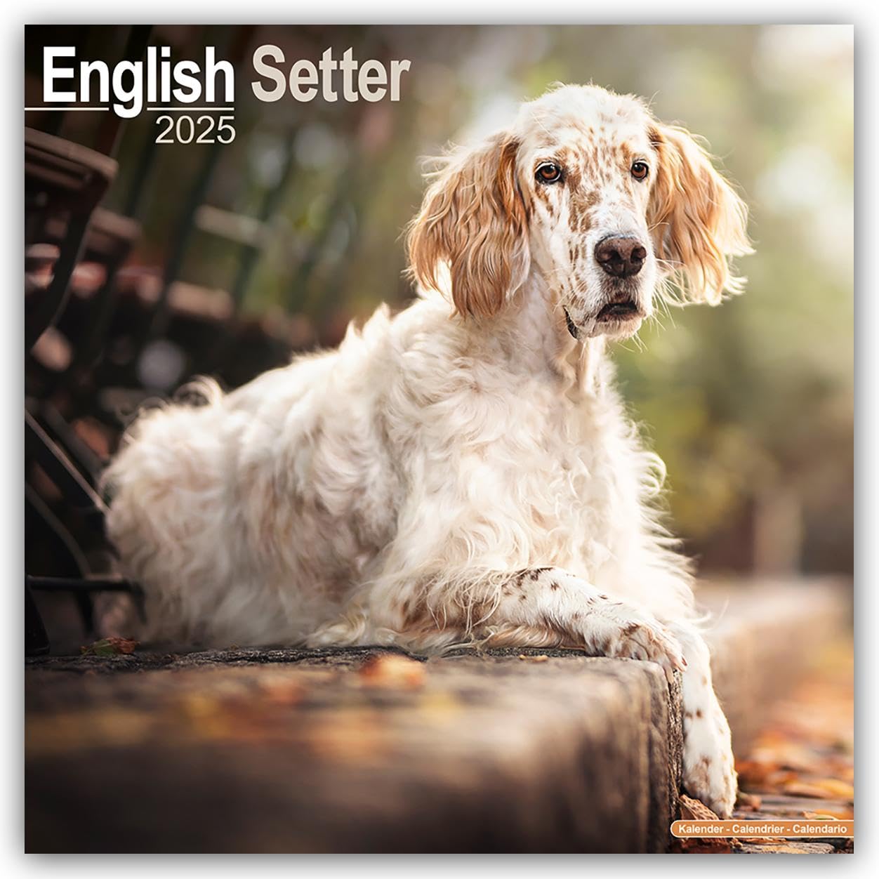 English Setter 2025 Square Wall Calendar | Dog Breed Calendar ...