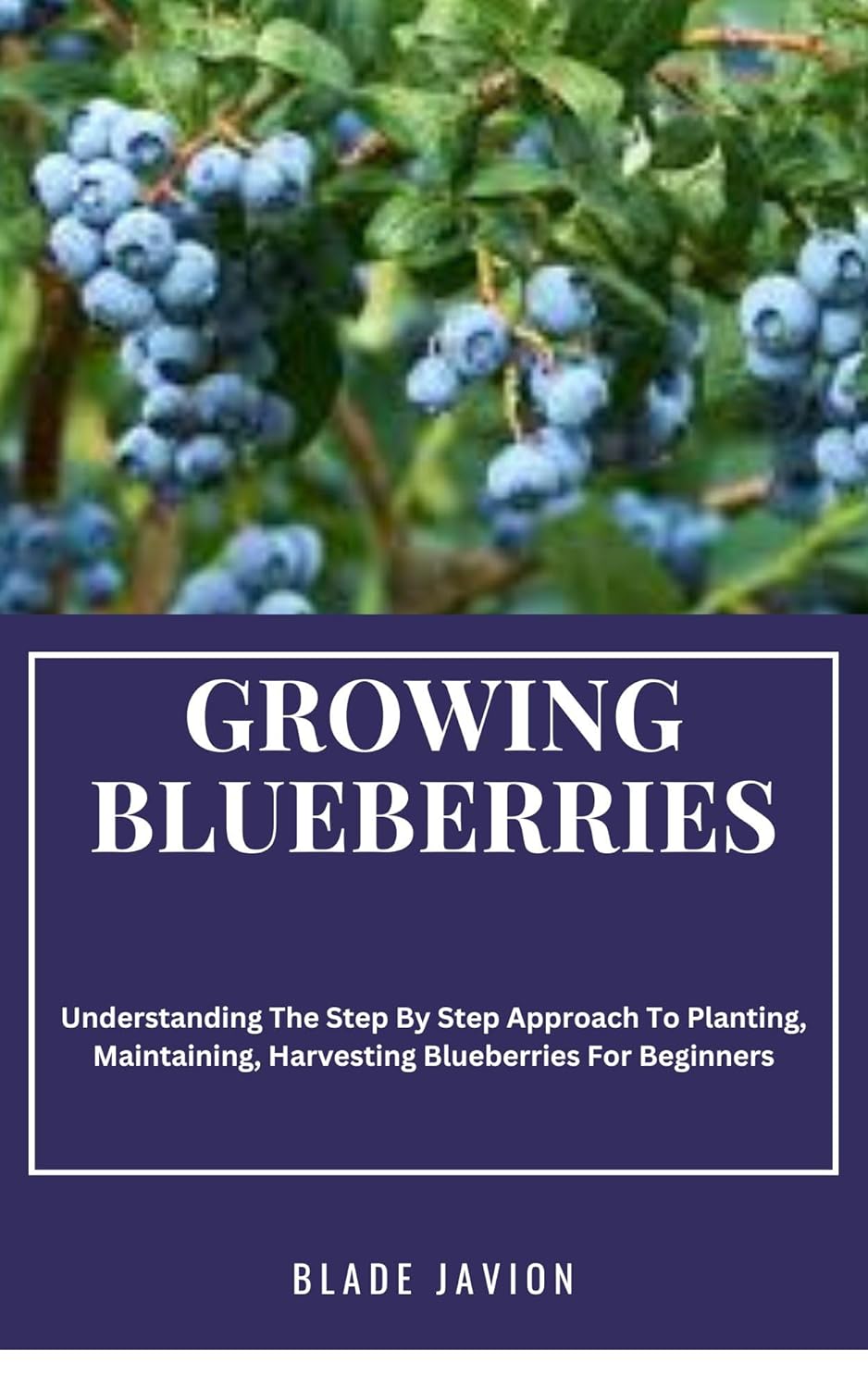 GROWING BLUEBERRIES: Understanding The Step By Step Approach To ...