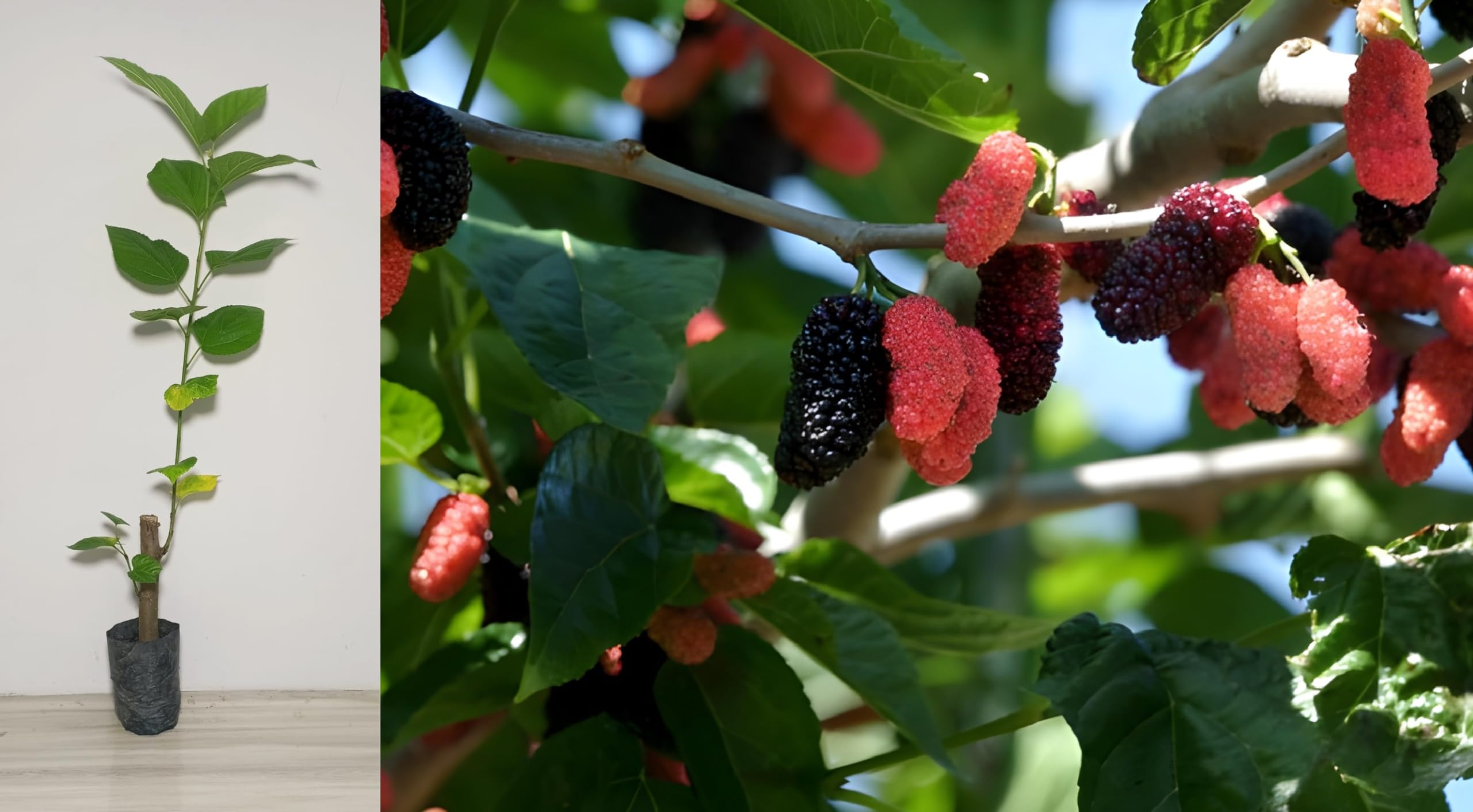 Green view "Mulberry plant " Grafted hybrid - 1 Healthy Live Super ...