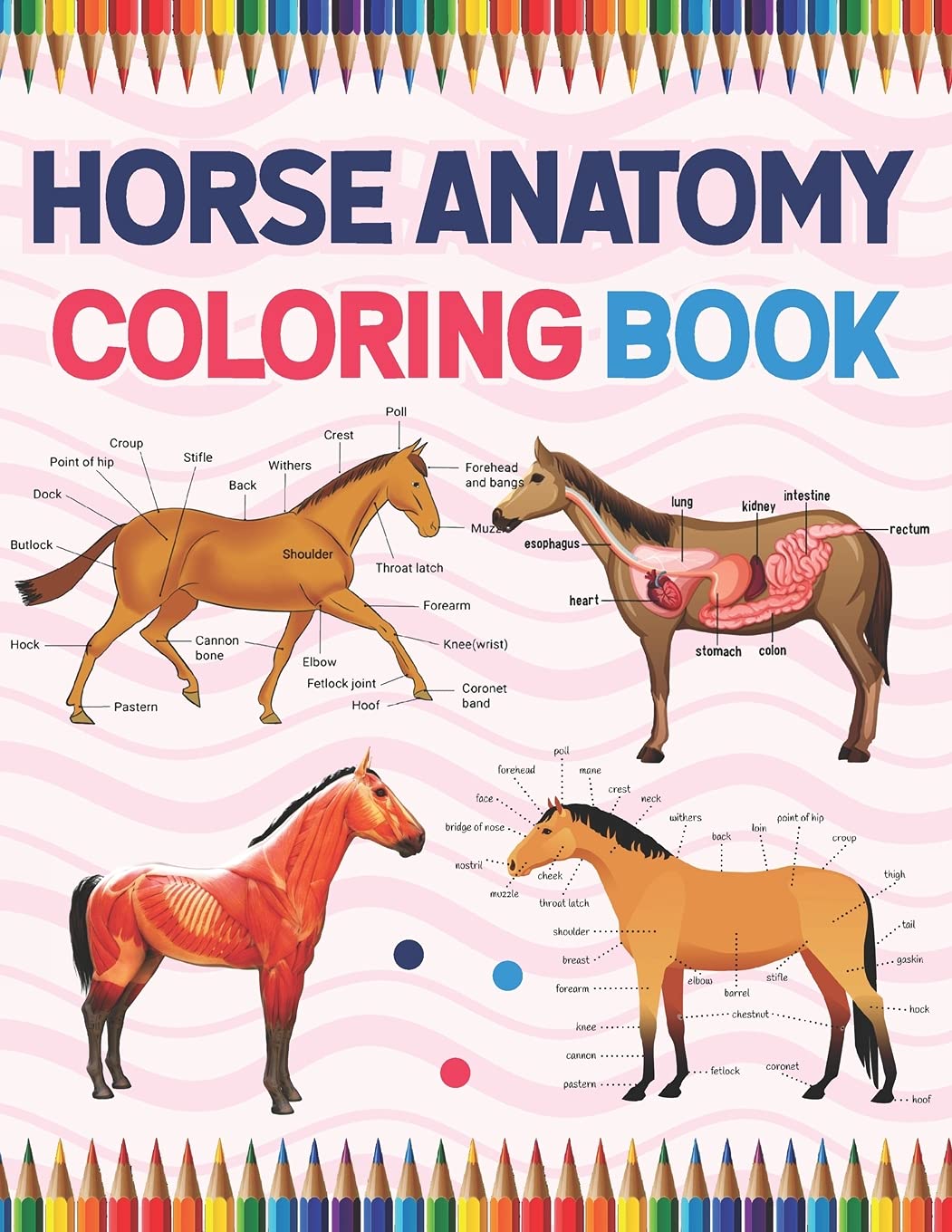 Buy Horse Anatomy Coloring Book: Horse Anatomy and Veterinary ...