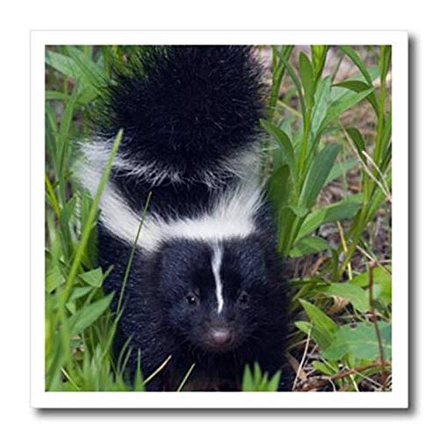 Colored Skunks