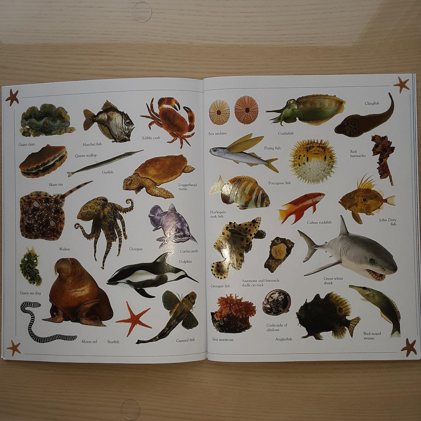 Ultimate Sticker Book: Glow in the Dark: Ocean Creatures (Ultimate ...