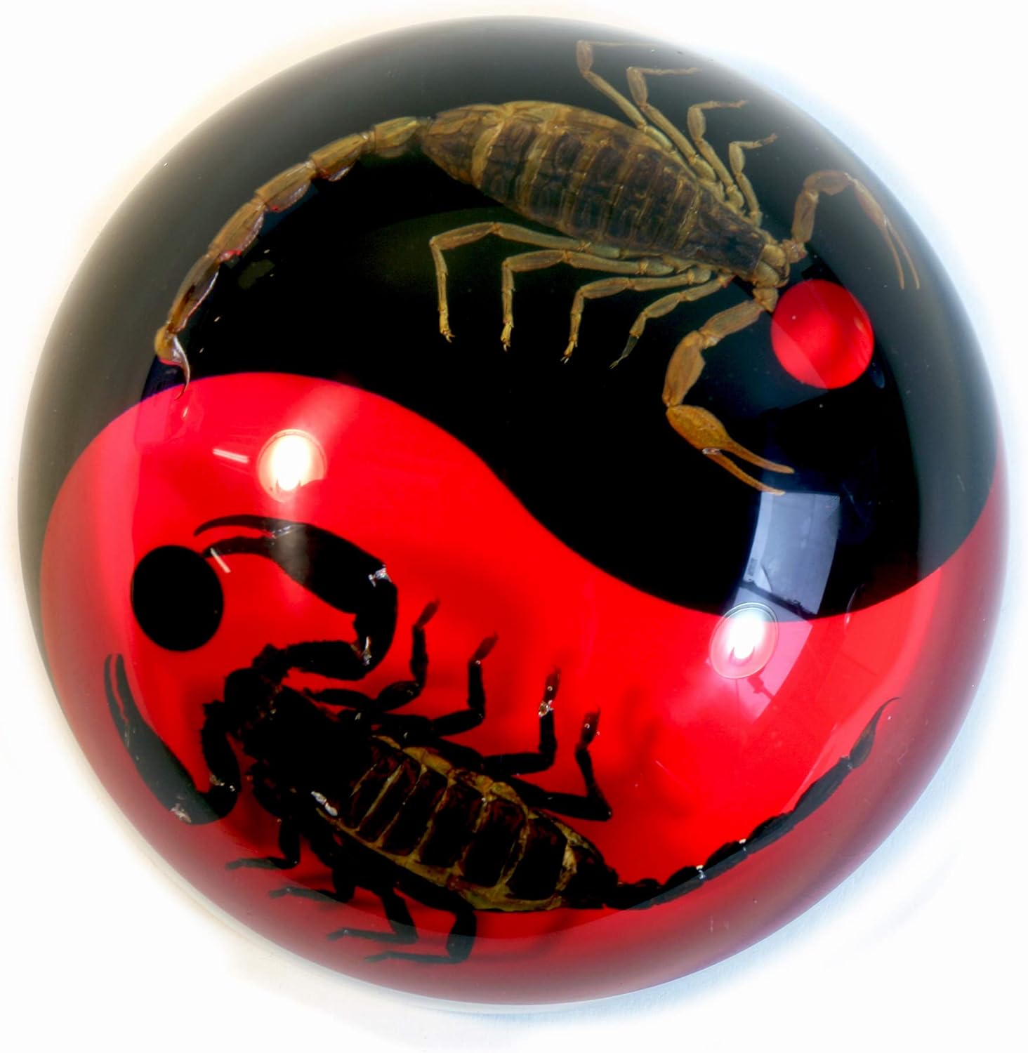 REAL BUG 4" Yin-Yang Terrain -Scorpions Black & Red, Science - Amazon ...