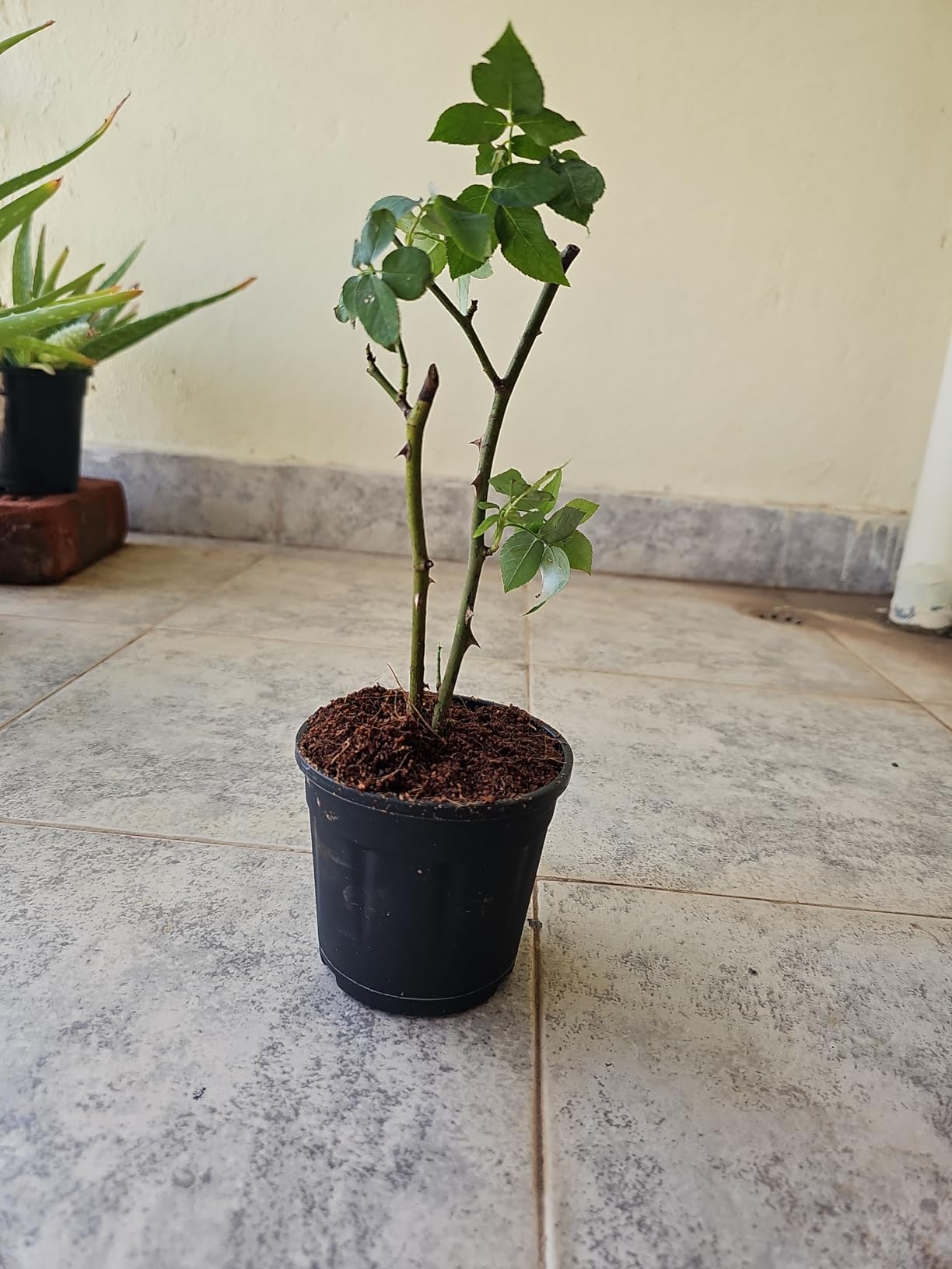 VGR Gardens® Nattu Rose Plant | Nadan Rose Plant | Nattu Roja Chedi ...