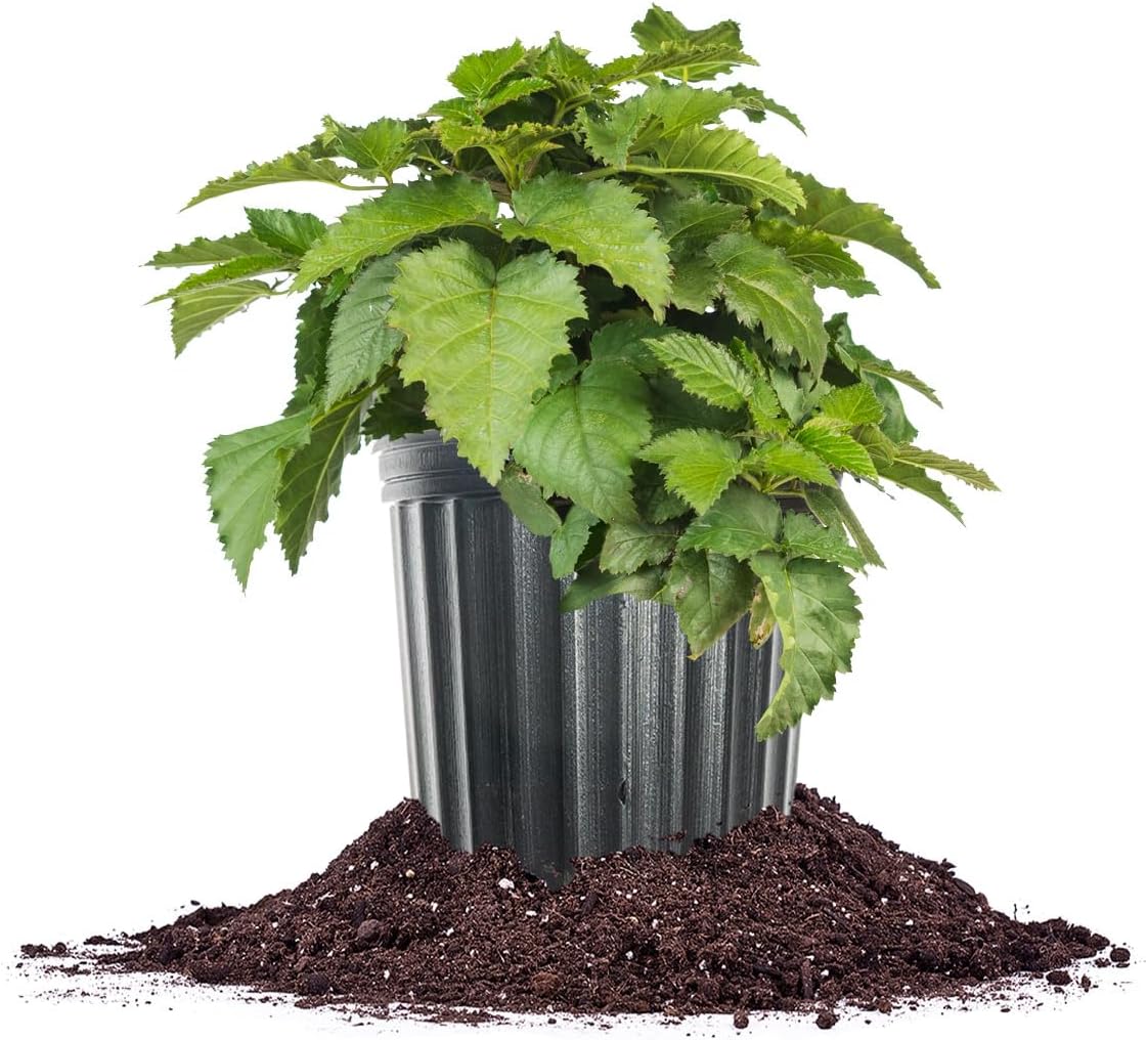 Amazon.com : Prime-Ark Traveler Thornless BlackBerry in 1 Gallon Grower ...
