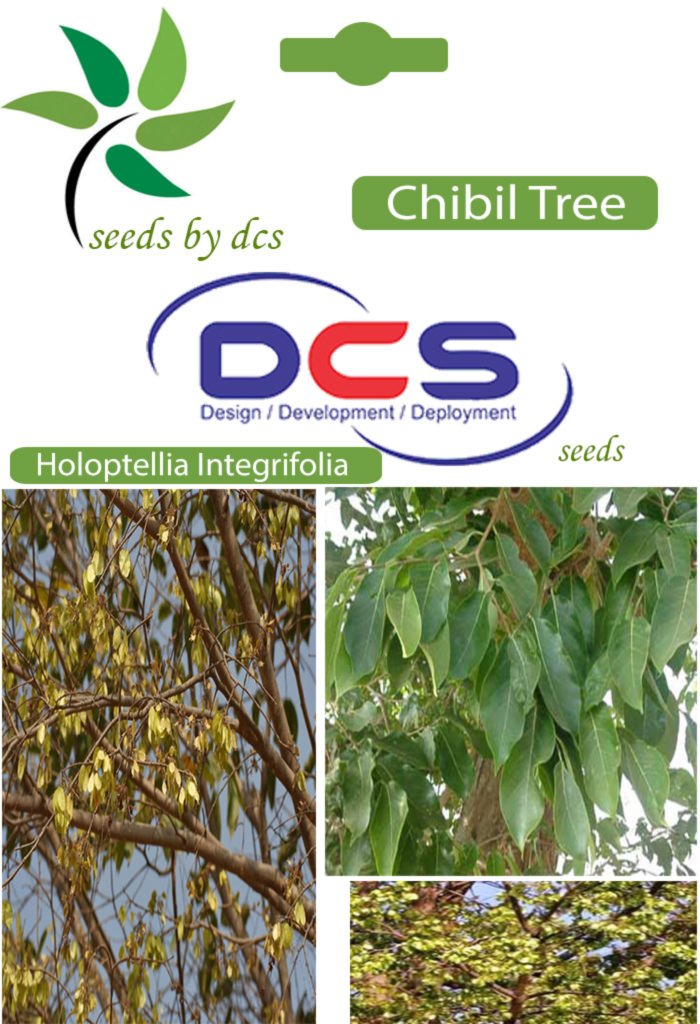 DCS Chilbil Tree Seeds (White) : Amazon.in: Garden & Outdoors