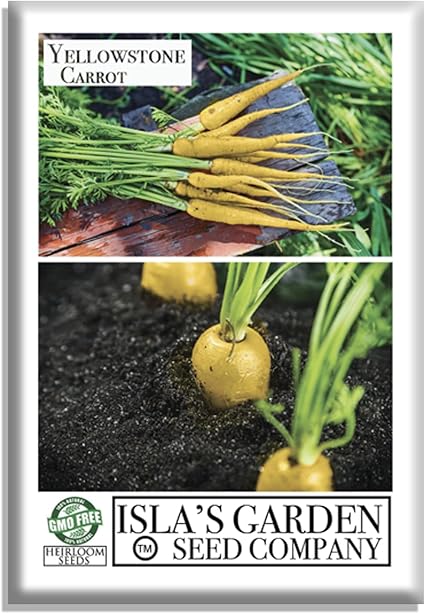 Amazon.com : Yellowstone Carrot Seeds (Daucus carota) – 100+ Non-GMO ...