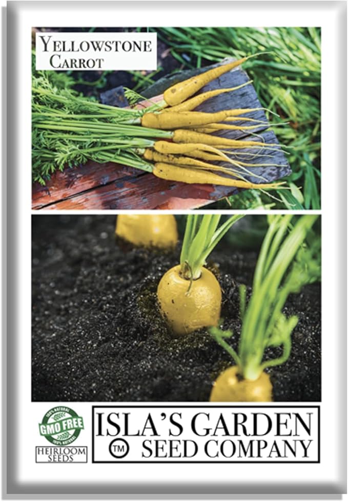 Amazon.com : Yellowstone Carrot Seeds (Daucus carota) – 100+ Non-GMO ...