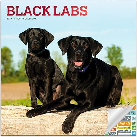 Amazon.com : 2022 2023 Black Labrador Calendar - Dog Breed Monthly Wall ...