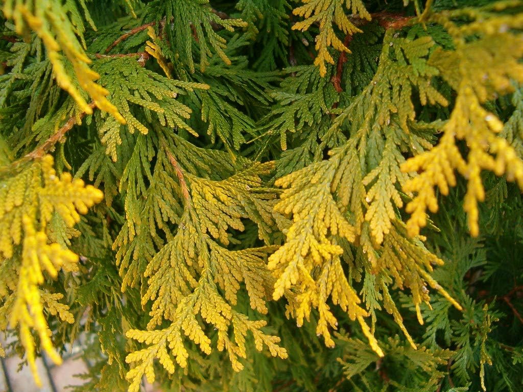 Amazon.com : Two- #1 Gallon Potted Sunkist Arborvitae (Thuja ...