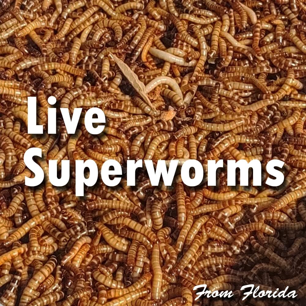 Amazon.com : BASSETT'S CRICKET RANCH 50ct Live Large Superworms : Pet Supplies