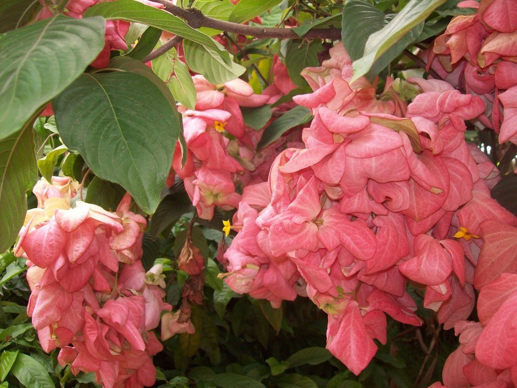 Live Pink Musanda Dwarf Mussaenda Flower Plant : Amazon.in: Garden ...