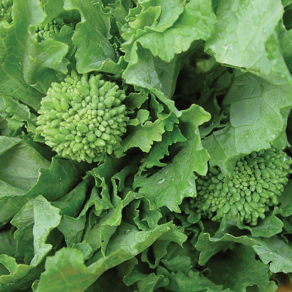 Amazon.com : Burpee Raab Spring Broccoli Seeds 400 seeds : Patio, Lawn ...