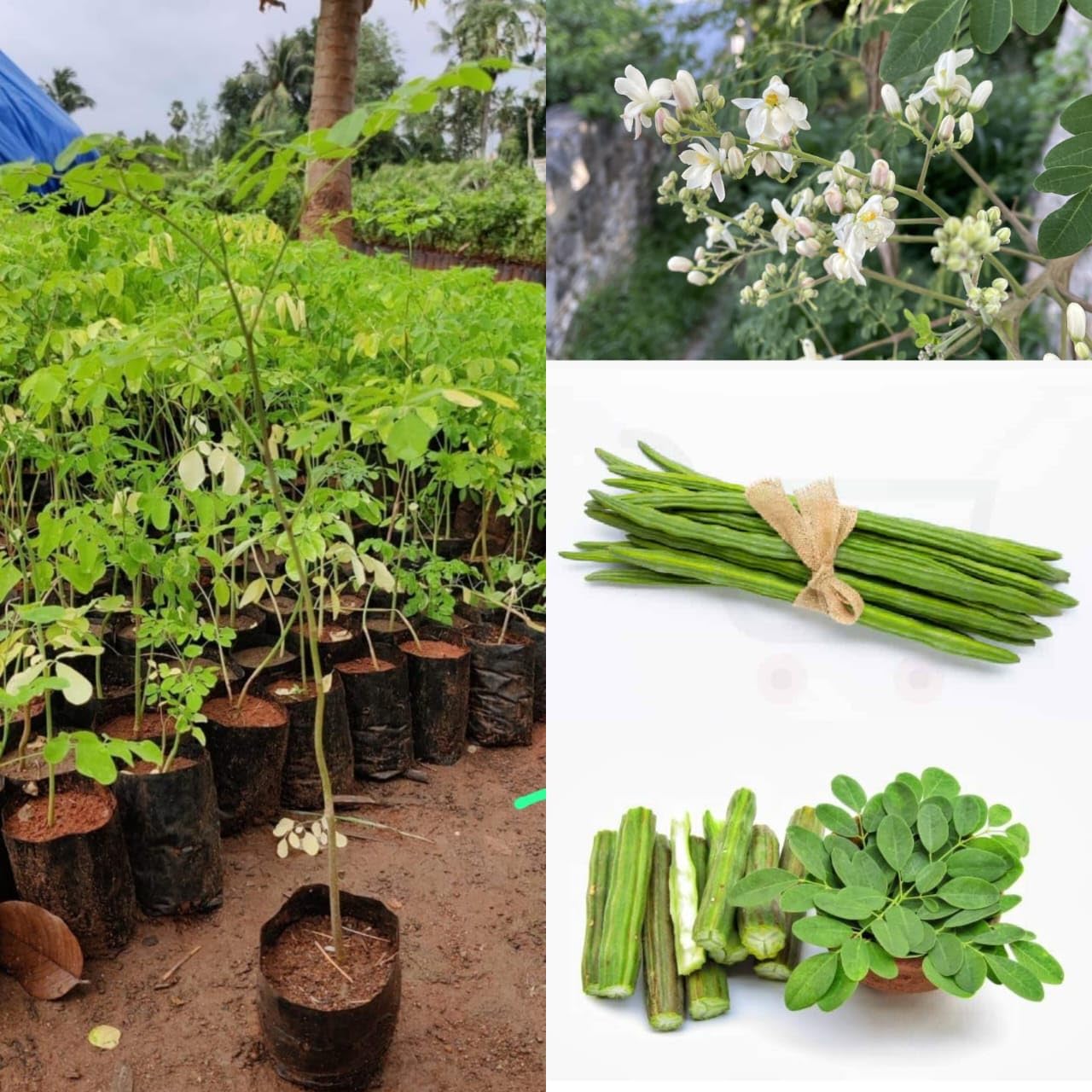 Drumstick Moringa Oleifera - Plant Herbal Muringa (Healthy Live Plant ...